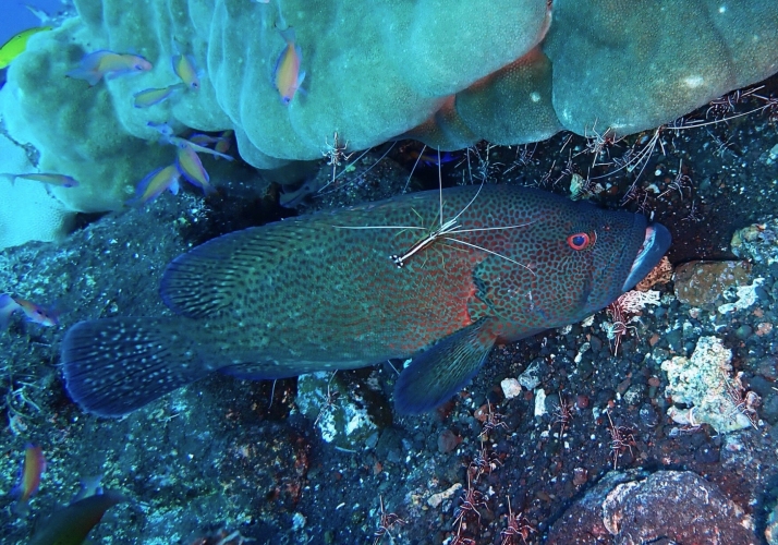 Tomato Grouper (Cephalopholis sonnerati) - Bali Wildlife