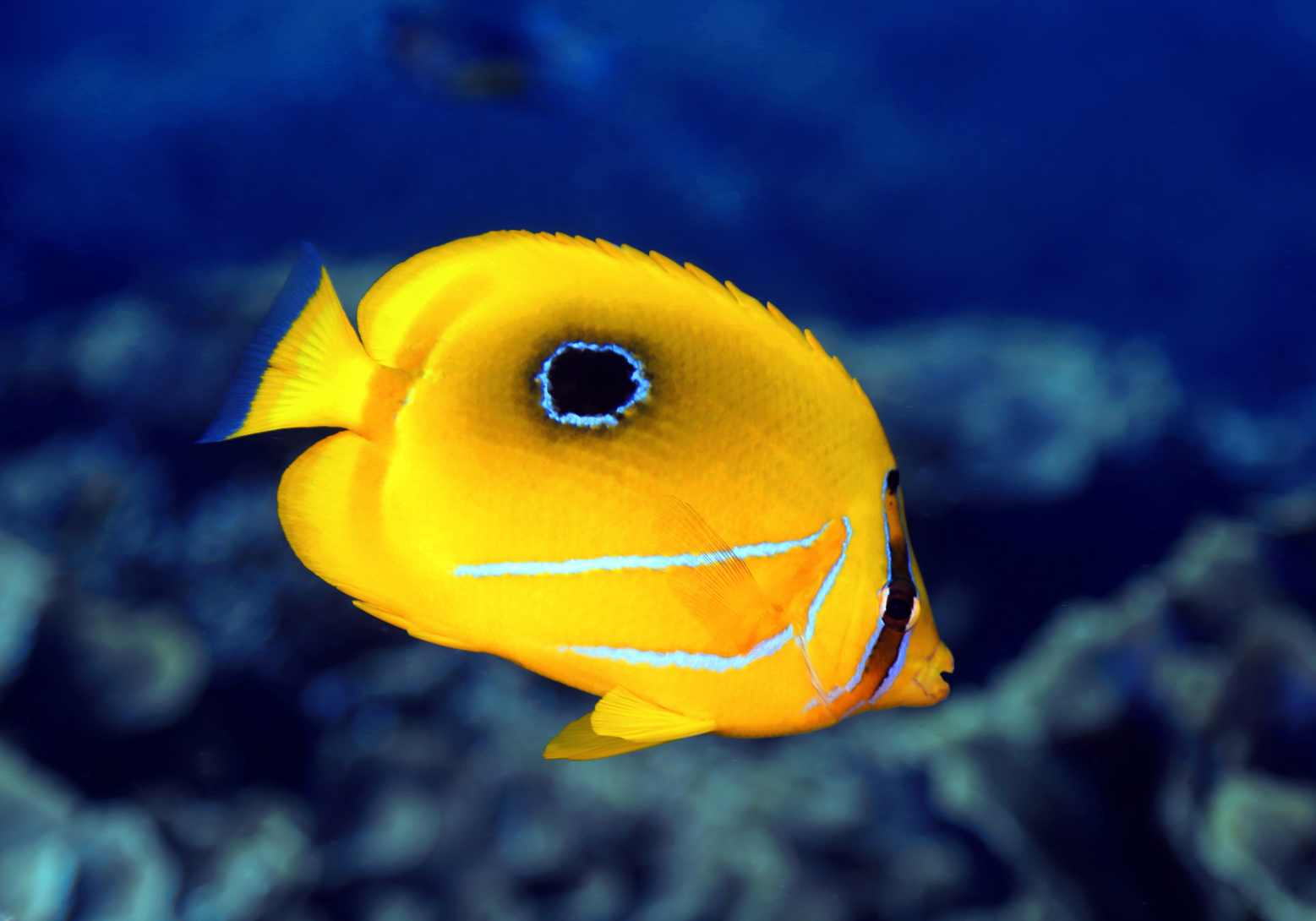 Eclipse Butterflyfish (Chaetodon bennetti) - Bali Wildlife
