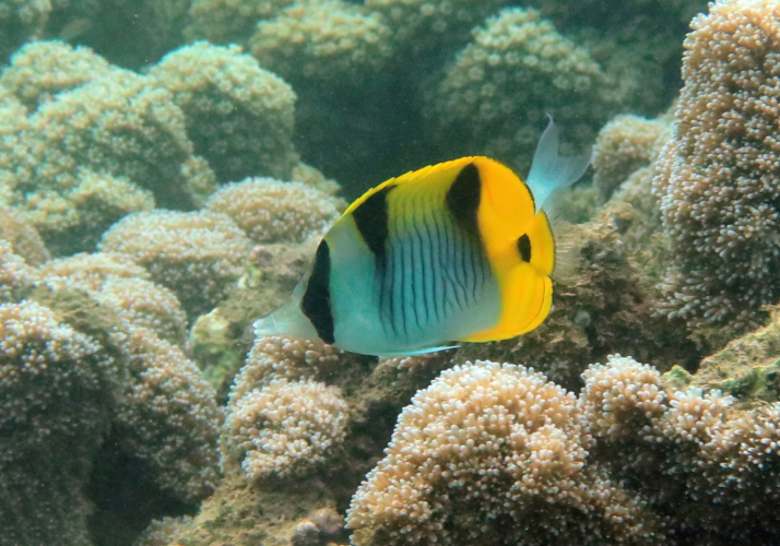 Saddleback Butterflyfish (Chaetodon falcula) - Bali Wildlife