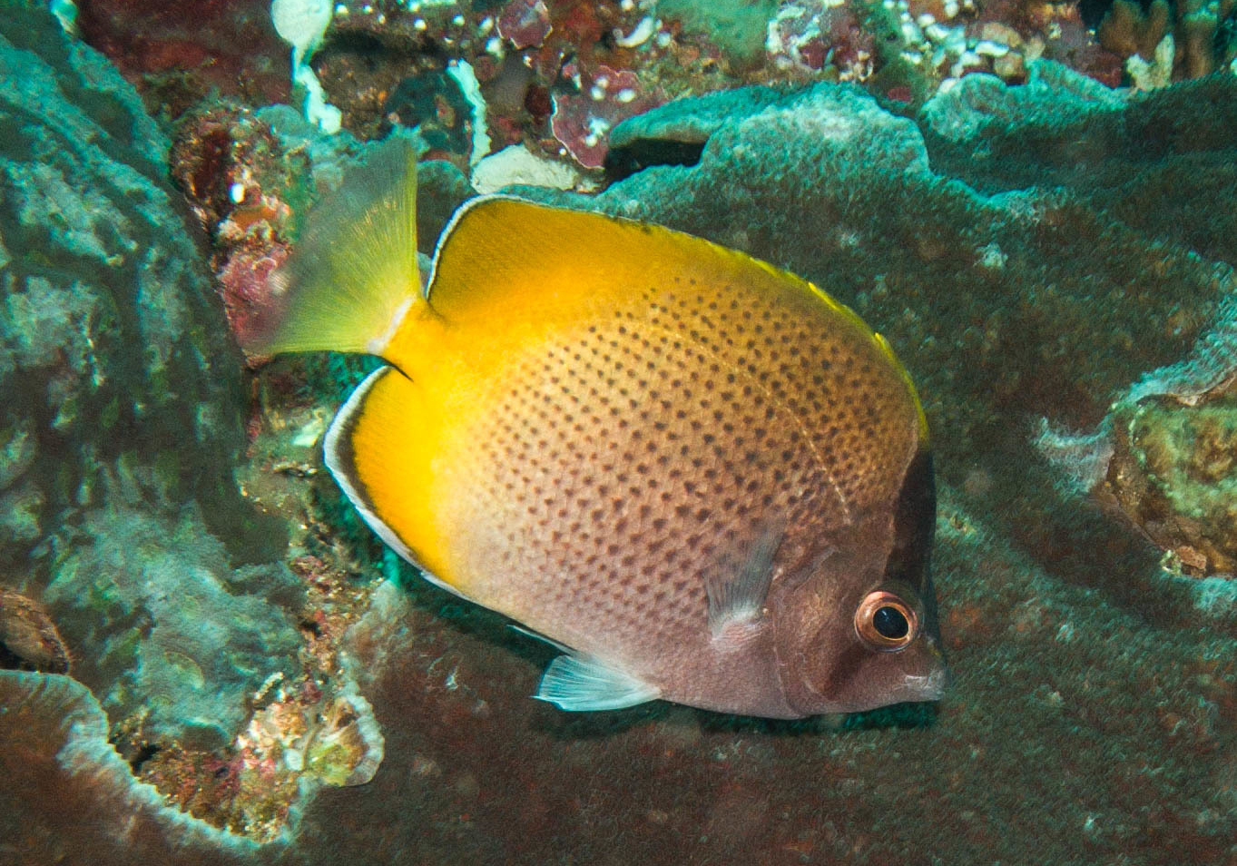 Gunther's Butterflyfish (Chaetodon guentheri) - Bali Wildlife