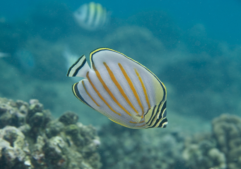 Ornate Butterflyfish (Chaetodon ornatissimus) - Bali Wildlife