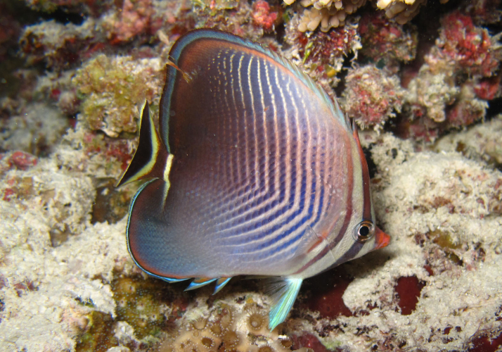 Triangular Butterflyfish (Chaetodon triangulum) - Bali Wildlife