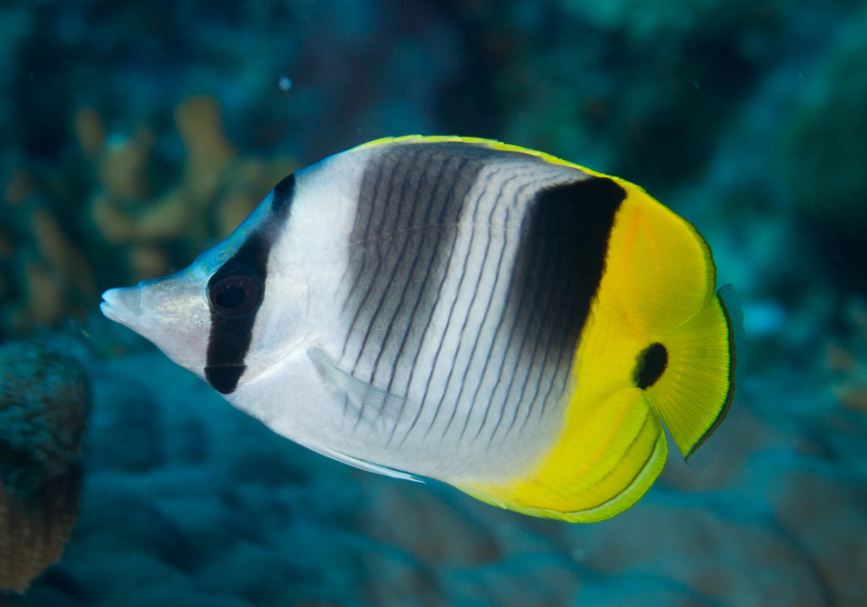 Pacific Double-saddle Butterflyfish (Chaetodon ulietensis) - Bali Wildlife