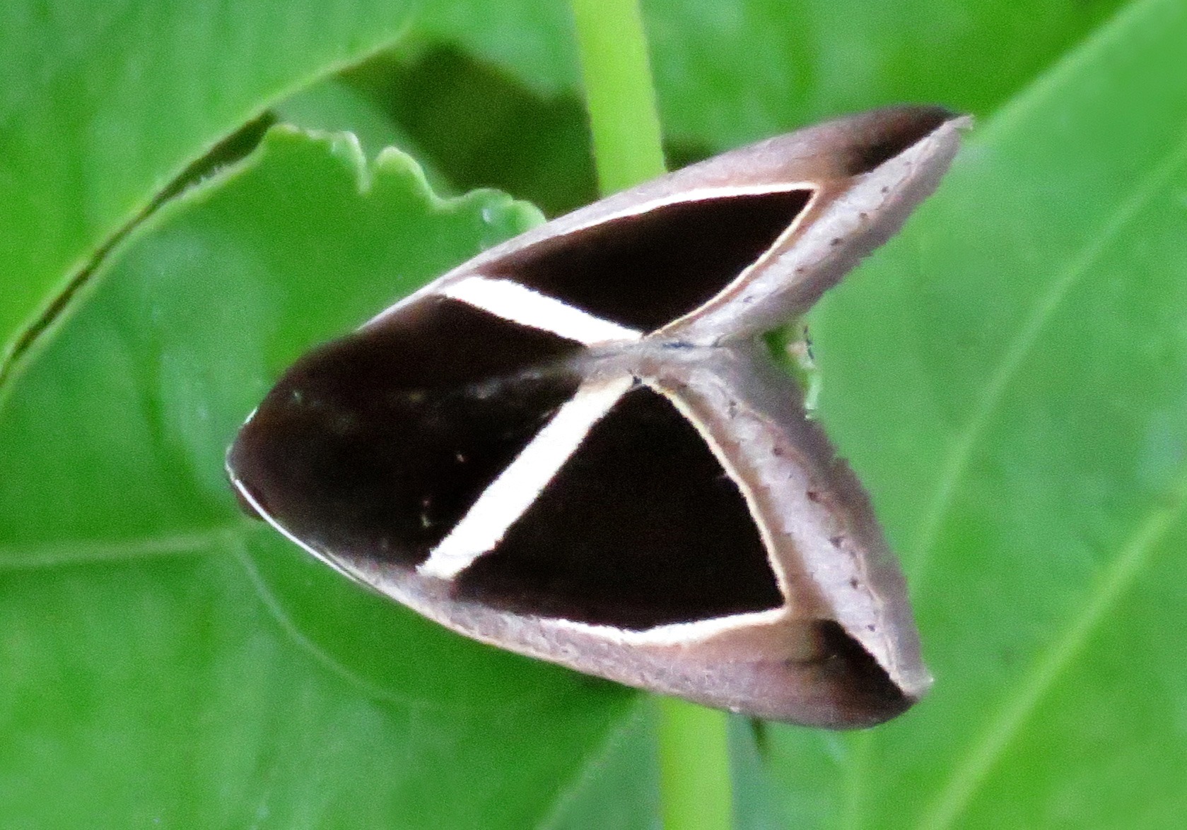 Triangular-striped Moth (Chalciope mygdon) - Bali Wildlife
