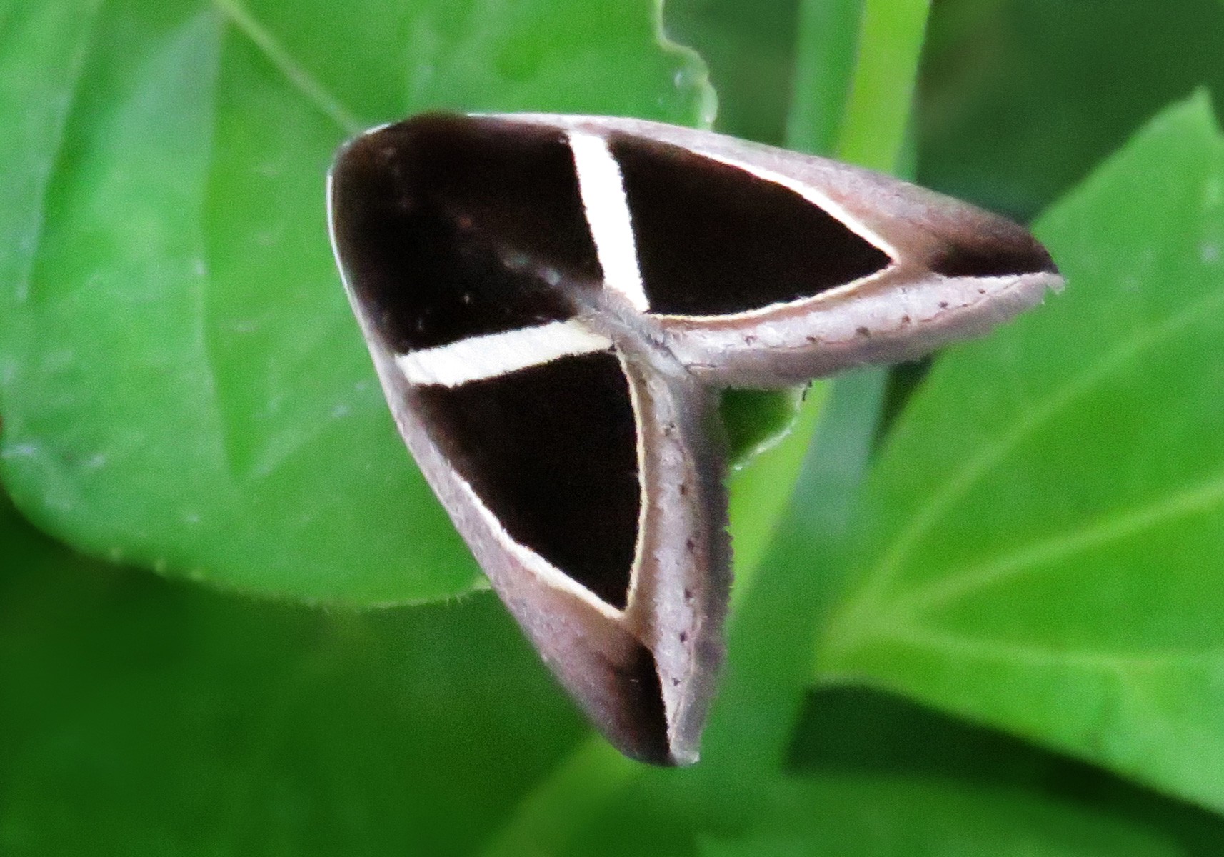 Triangular-striped Moth (Chalciope mygdon) - Bali Wildlife