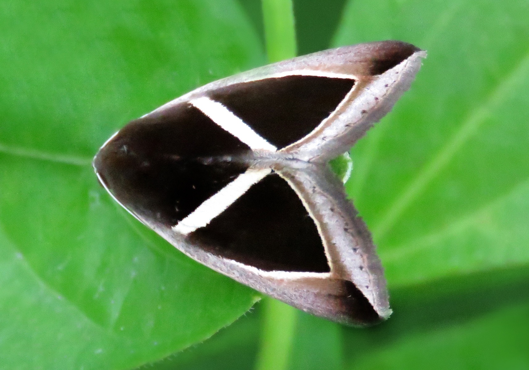 Triangular-striped Moth (Chalciope mygdon) - Bali Wildlife