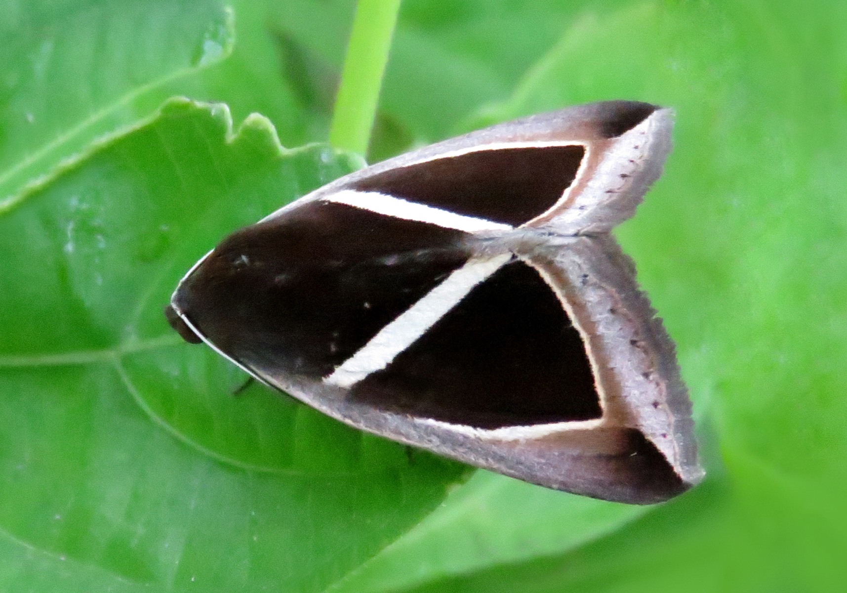 Triangular-striped Moth (Chalciope mygdon) - Bali Wildlife
