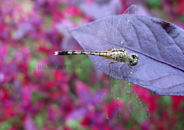Chalky Percher (Diplacodes trivialis) - Bali Wildlife