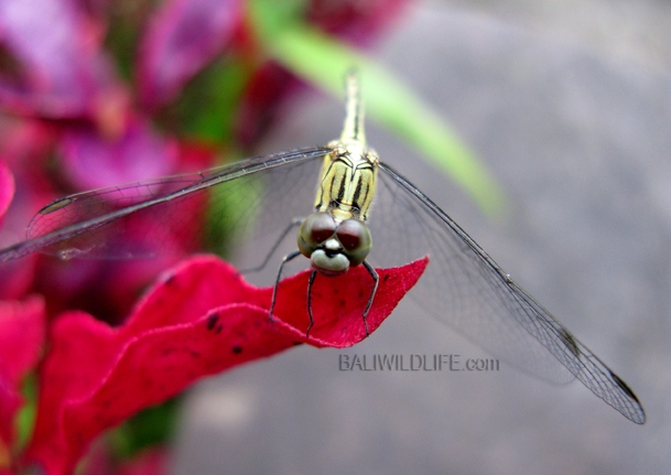 Chalky Percher (Diplacodes trivialis) - Bali Wildlife