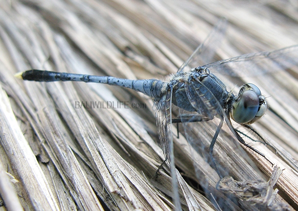 Chalky Percher (Diplacodes trivialis) - Bali Wildlife