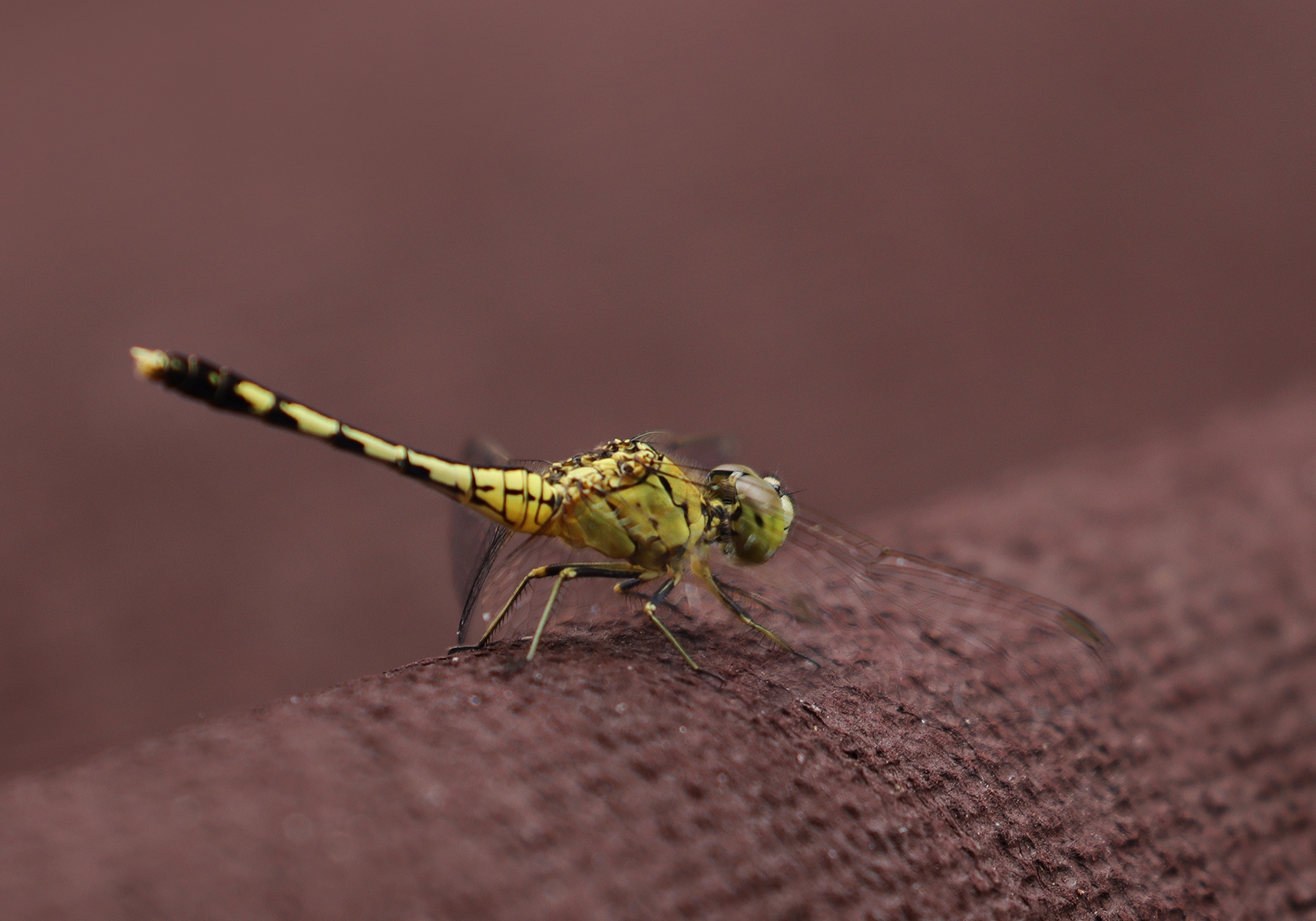 Chalky Percher (Diplacodes trivialis) - Bali Wildlife