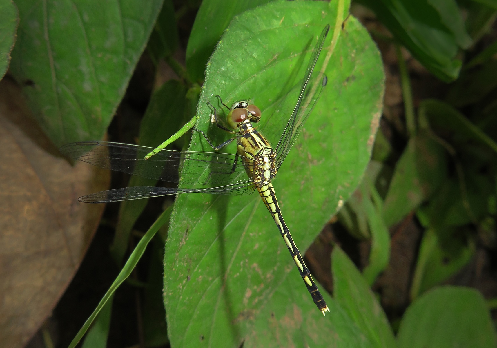 Chalky Percher (Diplacodes trivialis) - Bali Wildlife