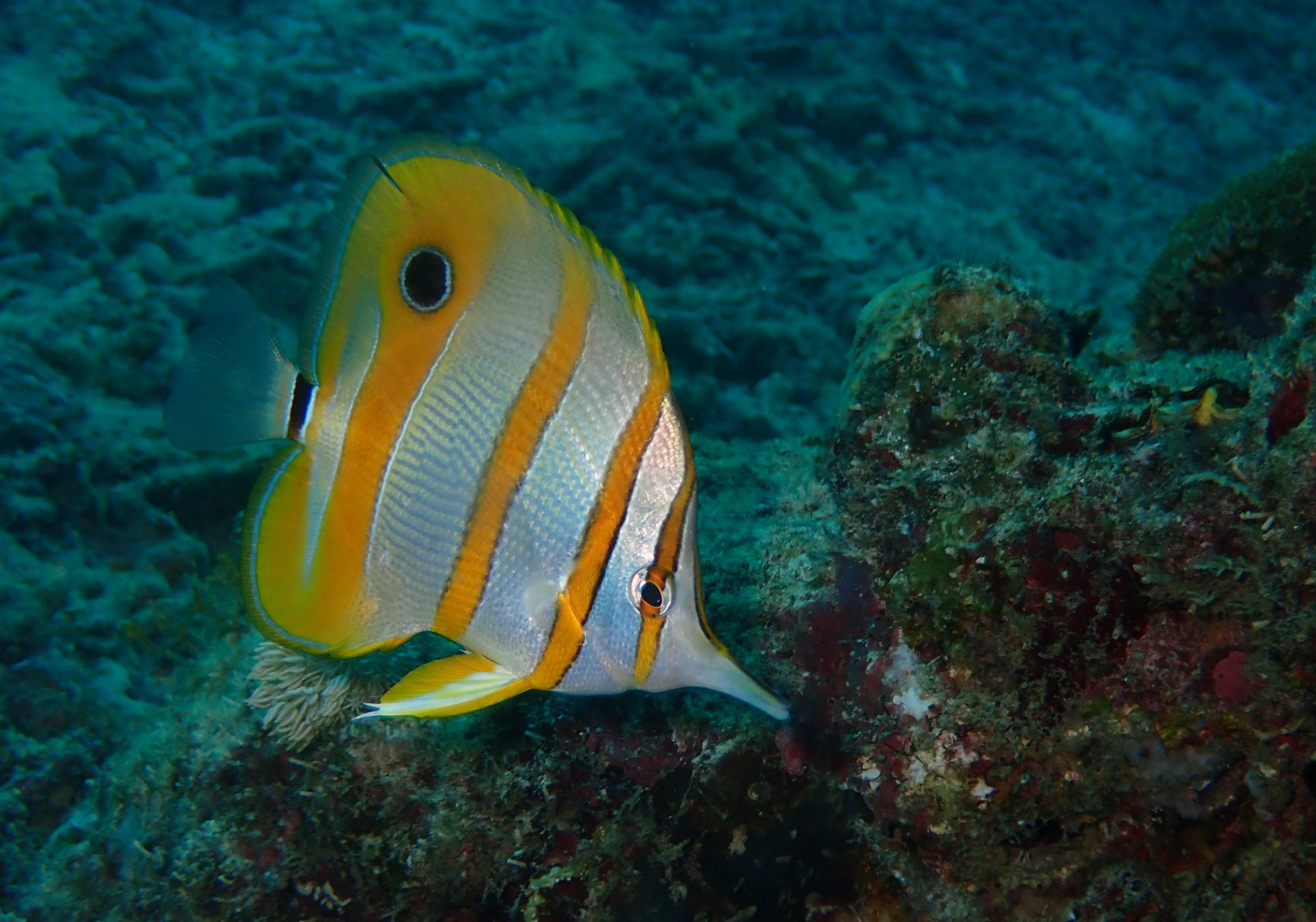 Copperband Butterflyfish (Chelmon rostratus) - Bali Wildlife