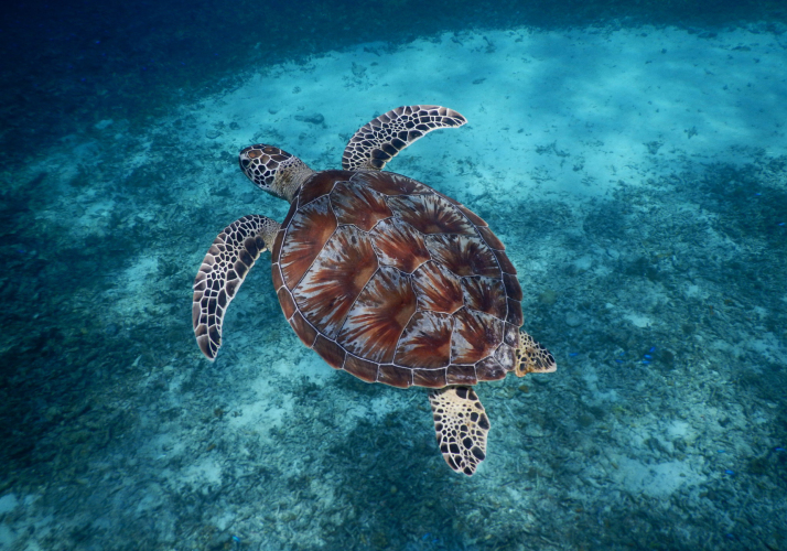 Green Sea Turtle (Chelonia mydas) - Bali Wildlife