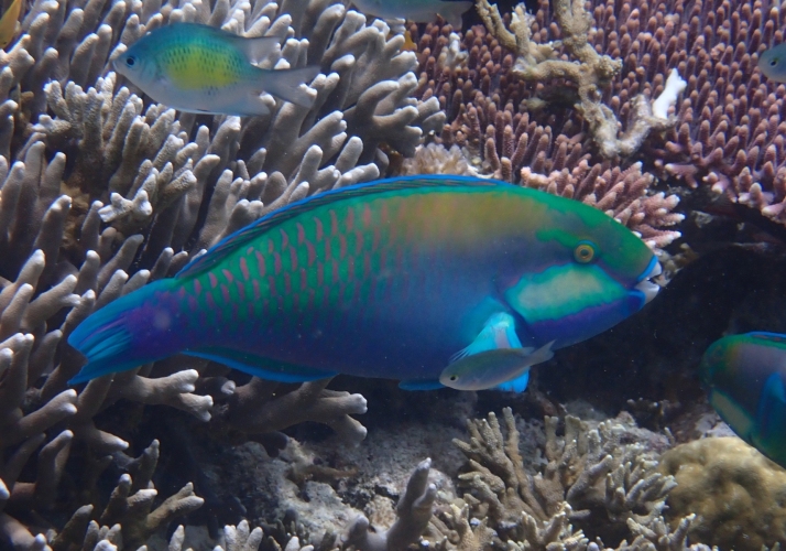 Bleeker's Parrotfish (Chlorurus bleekeri) - Bali Wildlife
