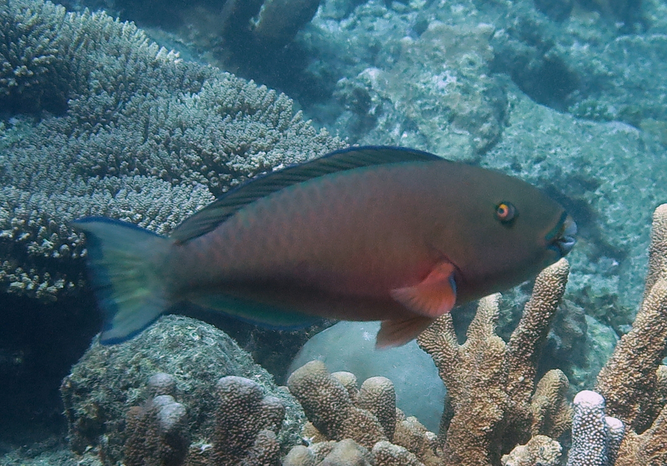 Roundhead Parrotfish (Chlorurus strongylocephalus) - Bali Wildlife