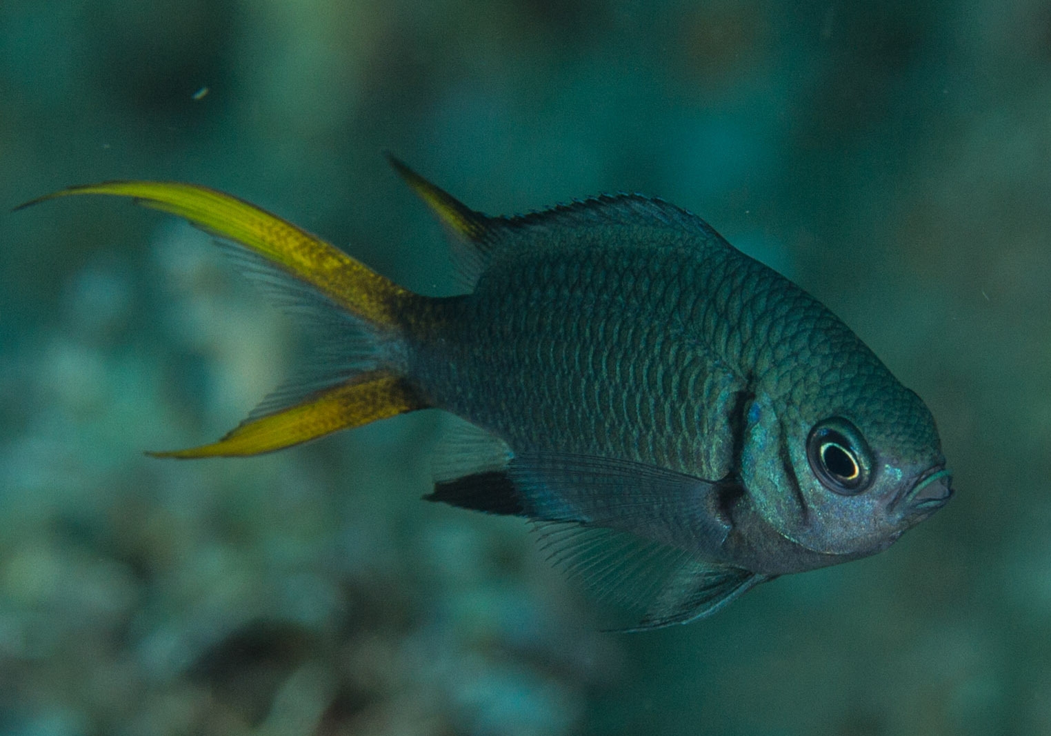 Pale-tail Chromis (Chromis xanthura) - Bali Wildlife