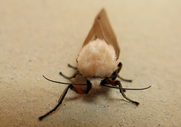 Clouded Tiger Moth (Creatonotos transiens) - Bali Wildlife