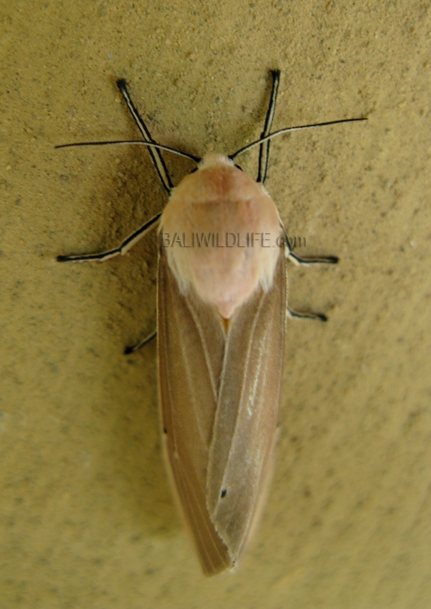 Clouded Tiger Moth (Creatonotos transiens) - Bali Wildlife