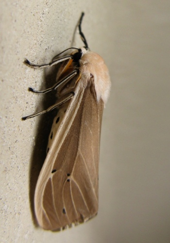 Clouded Tiger Moth (Creatonotos transiens) - Bali Wildlife