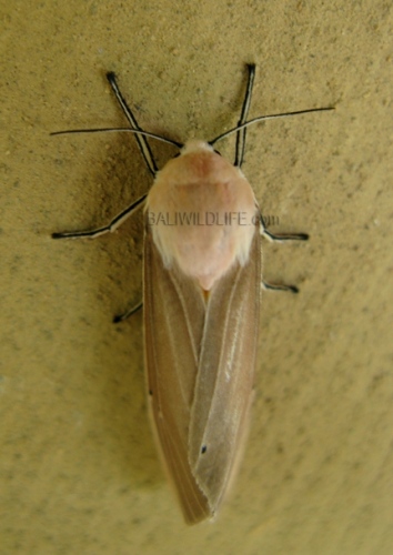 Clouded Tiger Moth (Creatonotos transiens) - Bali Wildlife