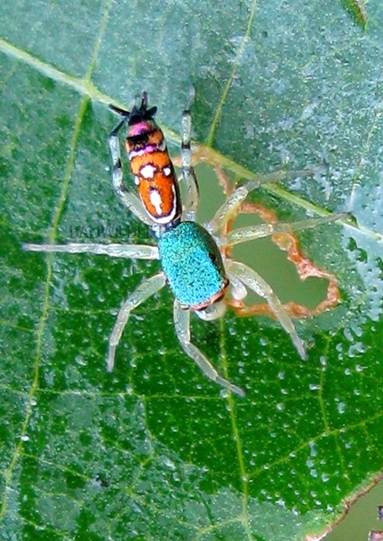 Iridescent Jumping Spiders (Cosmophasis valerieae) - Bali Wildlife