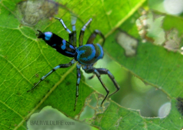 Iridescent Jumping Spiders (Cosmophasis valerieae) - Bali Wildlife