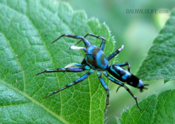Iridescent Jumping Spiders (Cosmophasis valerieae) - Bali Wildlife