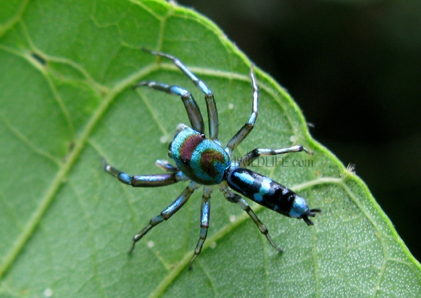 Iridescent Jumping Spiders (Cosmophasis valerieae) - Bali Wildlife
