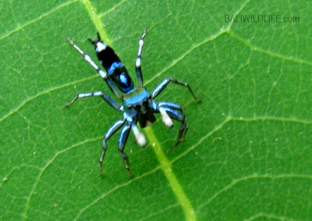 Iridescent Jumping Spiders (Cosmophasis valerieae) - Bali Wildlife