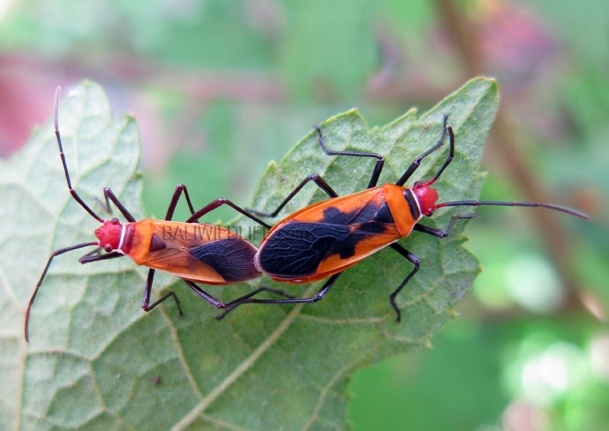 Cotton Stainer Bugs (Dysdercus poecilus) - Bali Wildlife