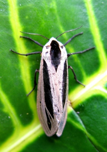 Baphomet Moth (Creatonotos gangis) - Bali Wildlife
