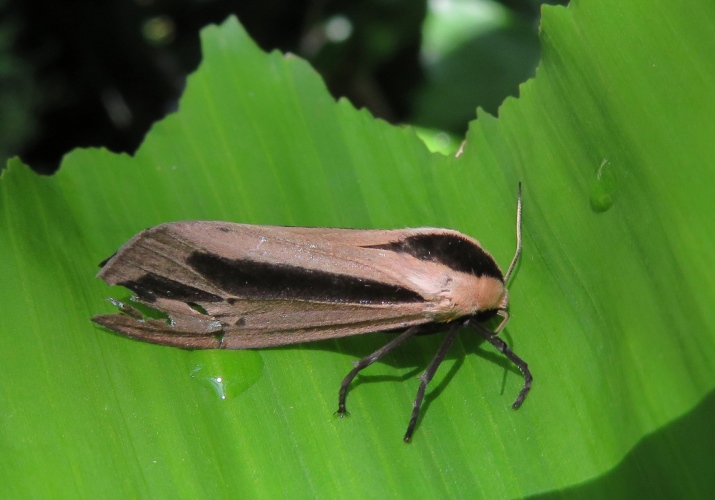 Baphomet Moth (Creatonotos gangis) - Bali Wildlife