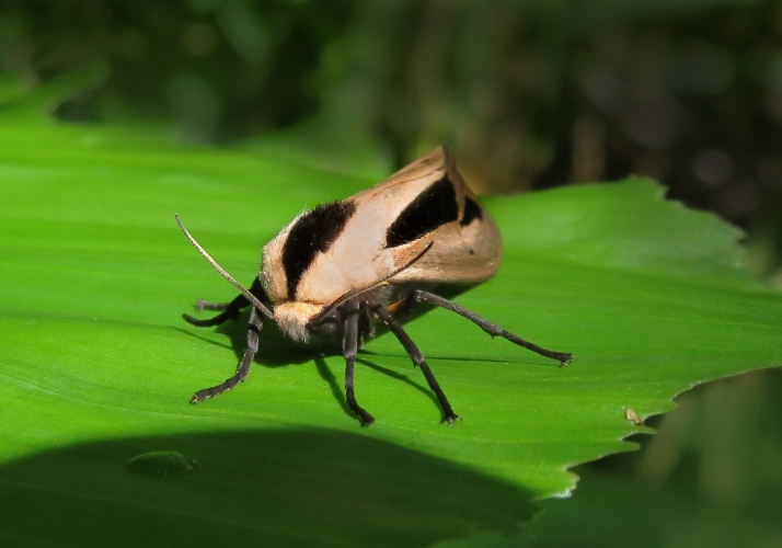 Baphomet Moth (Creatonotos gangis) - Bali Wildlife