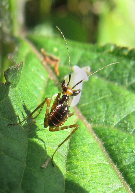 Jeweled Flower Mantis (Creobroter gemmatus) - Bali Wildlife