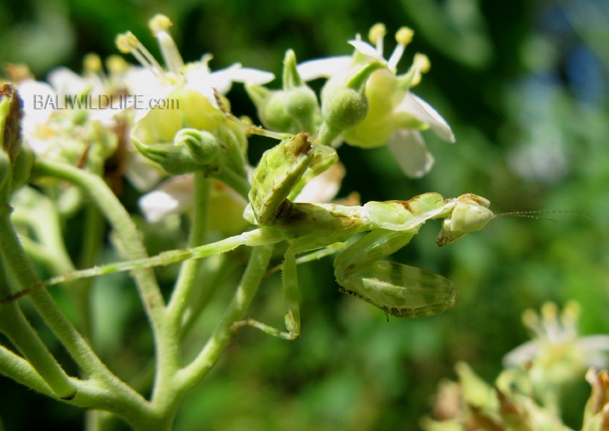 Jeweled Flower Mantis (Creobroter gemmatus) - Bali Wildlife