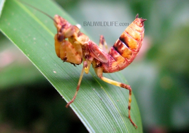 Jeweled Flower Mantis (Creobroter gemmatus) - Bali Wildlife