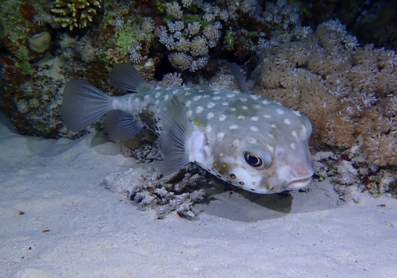 Spotbase Burrfish (Cyclichthys spilostylus) - Bali Wildlife