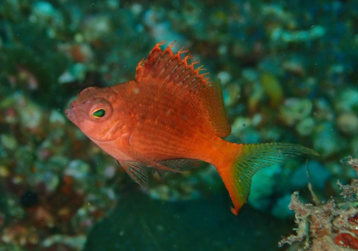 Lyretail Hawkfish (Cyprinocirrhites polyactis) - Bali Wildlife