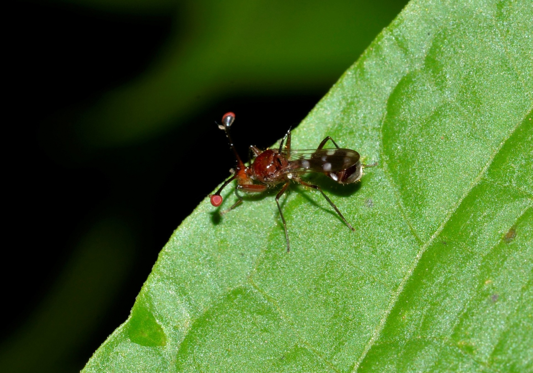 Stalk-eyed Flies (Cyrtodiopsis dalmanni) - Bali Wildlife