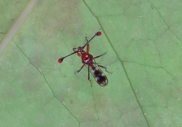 Stalk-eyed Flies (Cyrtodiopsis dalmanni) - Bali Wildlife
