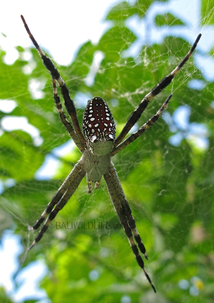 Dome Web Spider (Cyrtophora moluccensis) - Bali Wildlife