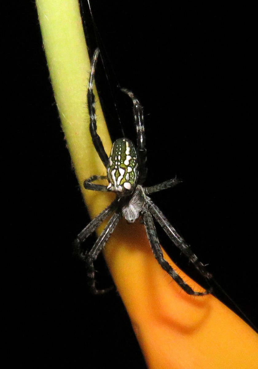 Dome Web Spider (Cyrtophora moluccensis) - Bali Wildlife