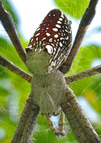 Dome Web Spider (Cyrtophora moluccensis) - Bali Wildlife