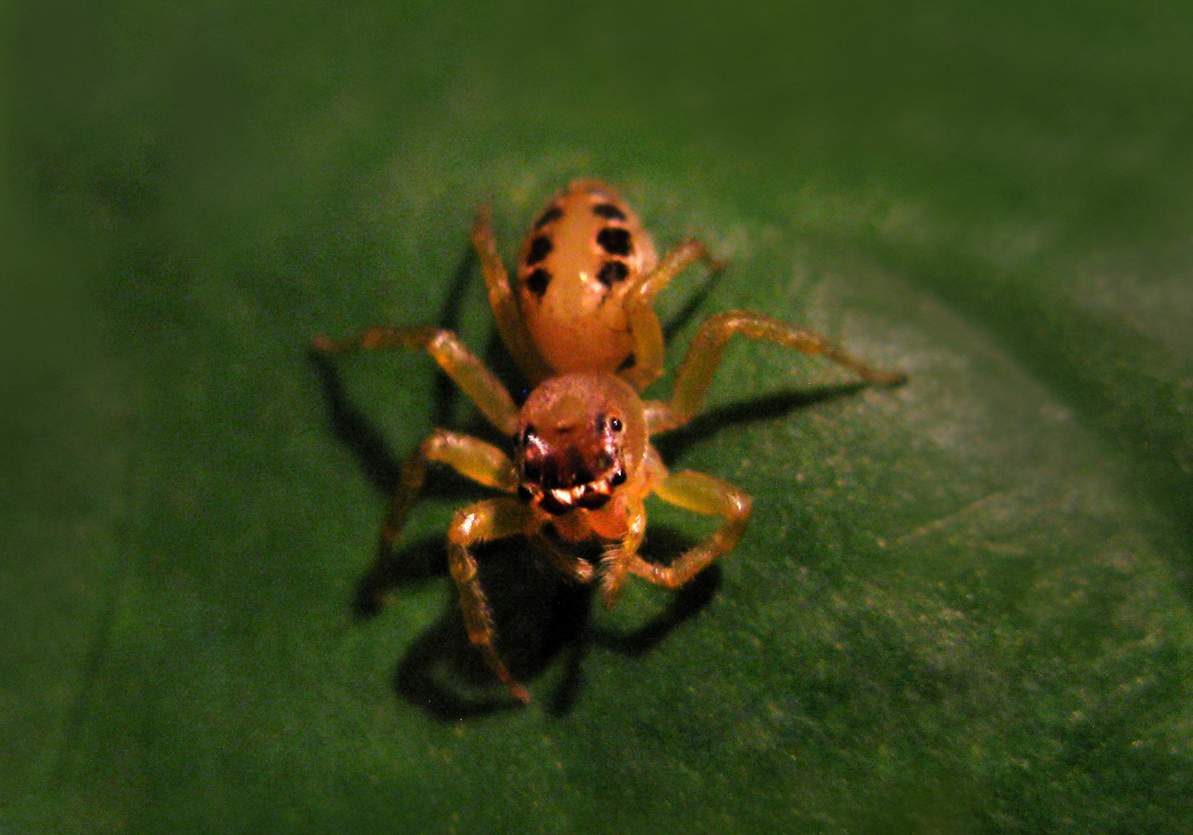 Striped Jumping Spiders (Cytaea dispalans) - Bali Wildlife