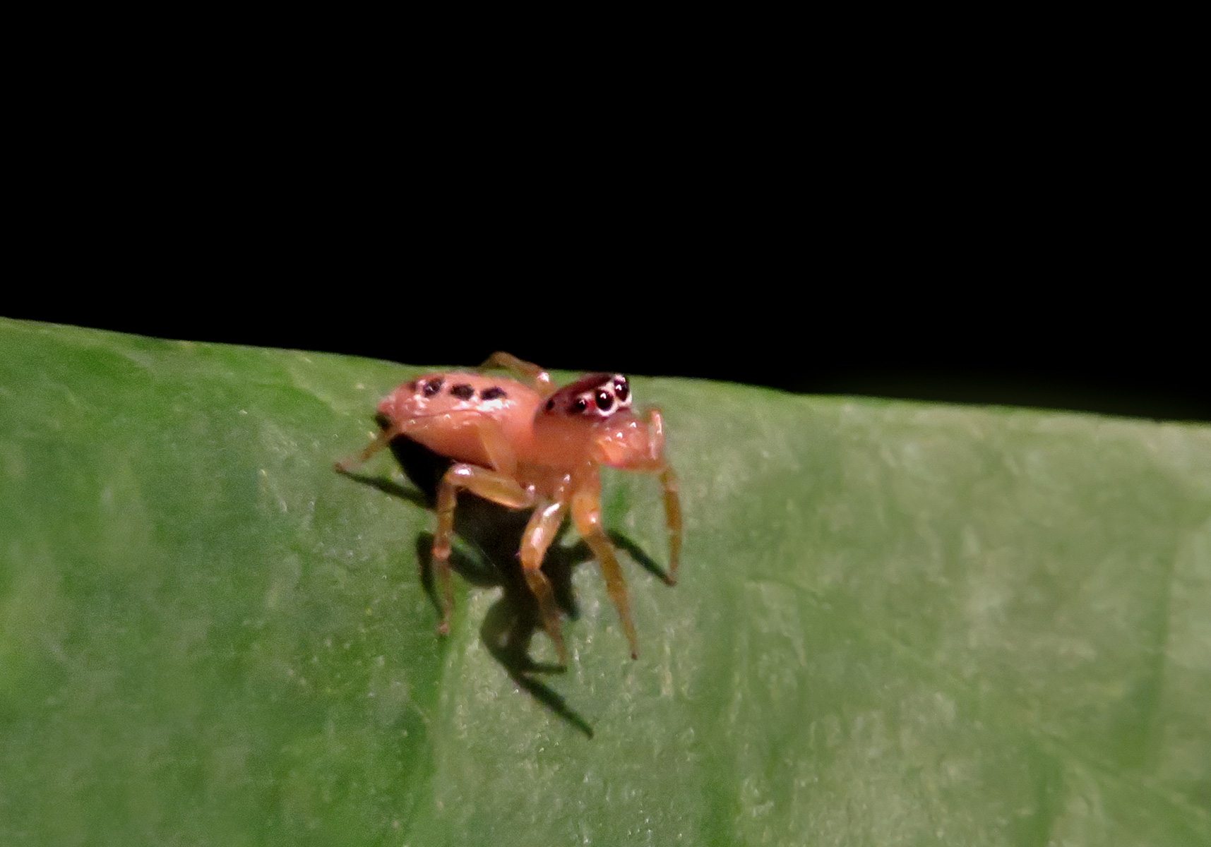 Striped Jumping Spiders (Cytaea dispalans) - Bali Wildlife