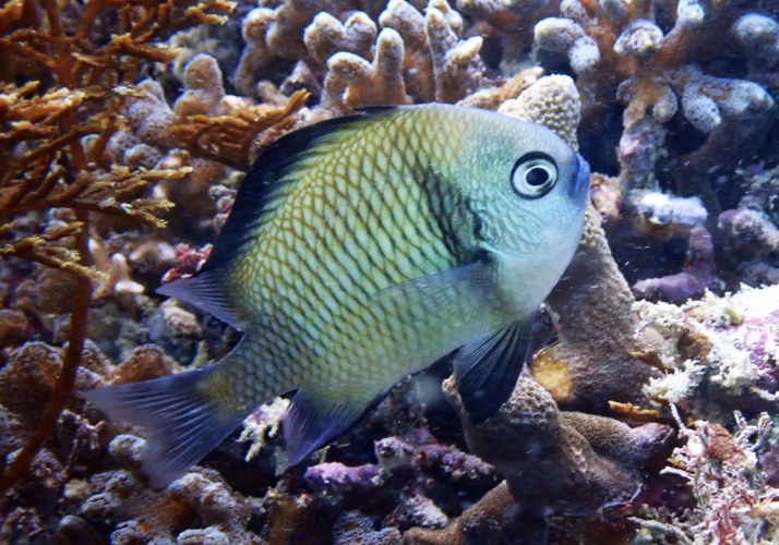 Reticulated Damselfish (Dascyllus reticulatus) - Bali Wildlife