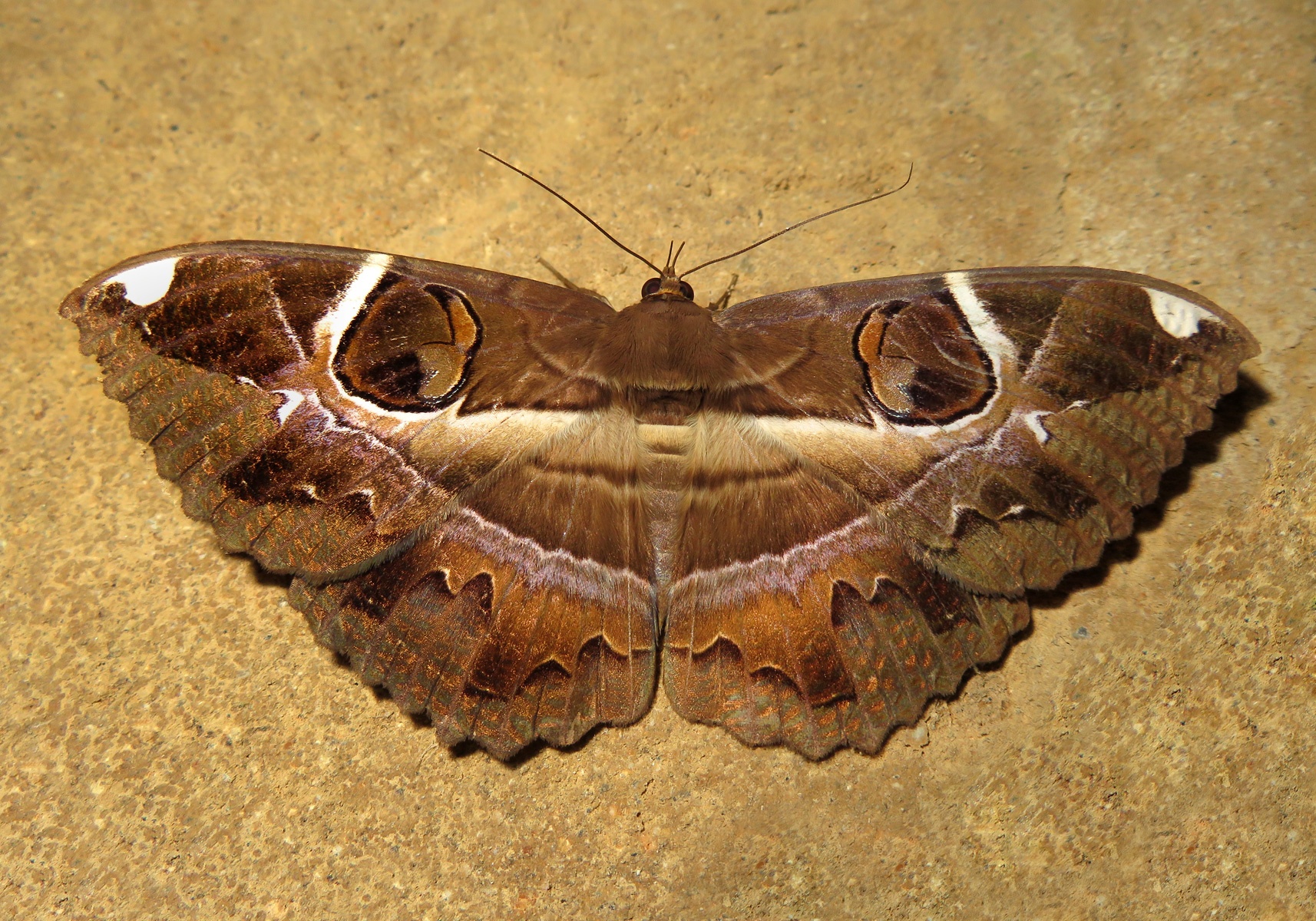 Demon Eye (Erebus ephesperis) - Bali Wildlife