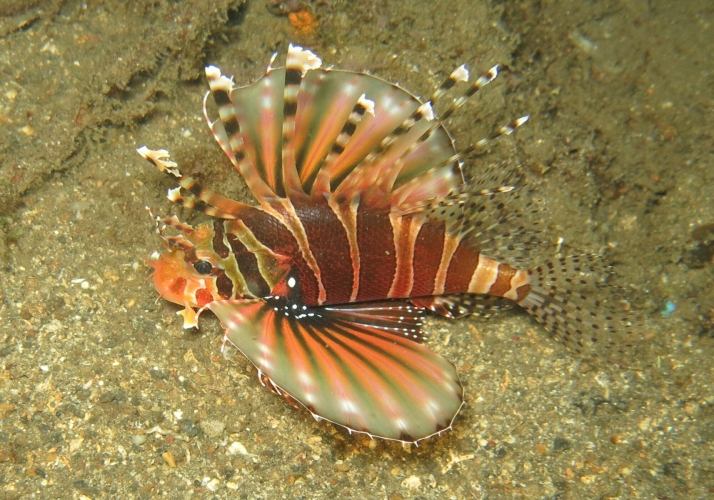 Zebra Lionfish (Dendrochirus zebra) - Bali Wildlife