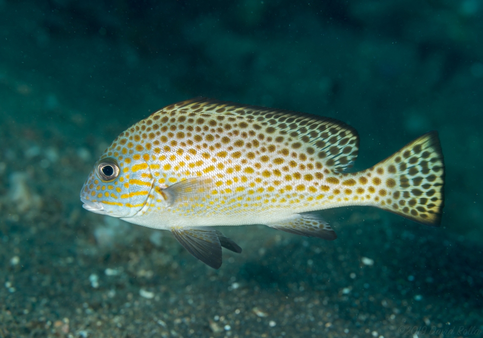 Painted Sweetlips (Diagramma pictum) - Bali Wildlife